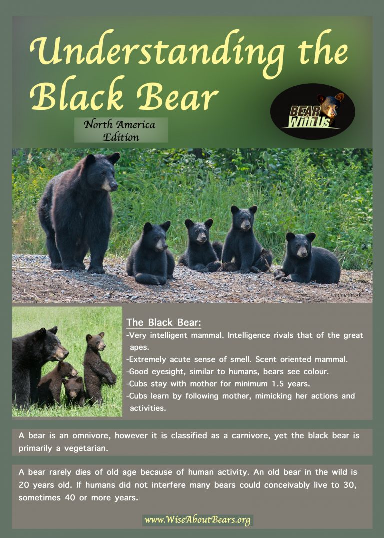Understanding the Black Bear – North America Edition | Wise About Bears