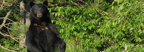 Understand Bear Behavior | Wise About Bears