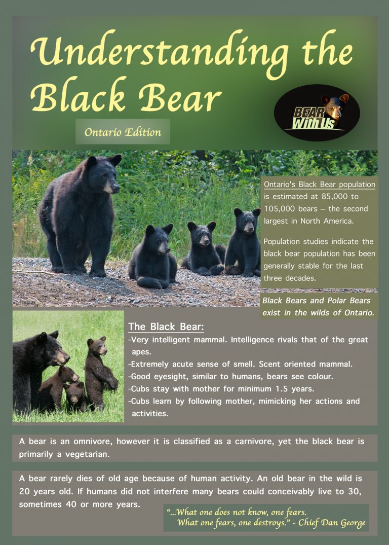 Understanding the Black Bear – Ontario, Canada Edition | Wise About Bears